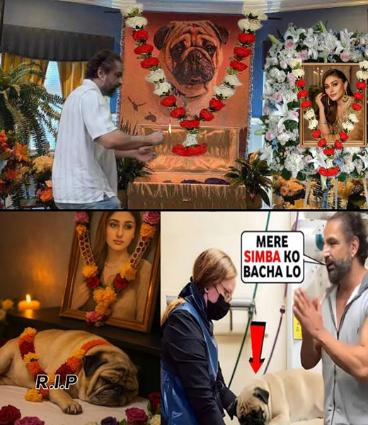 💔 Simba Is No More... Shefali Jariwala Breaks Down As Her Best Friend ...